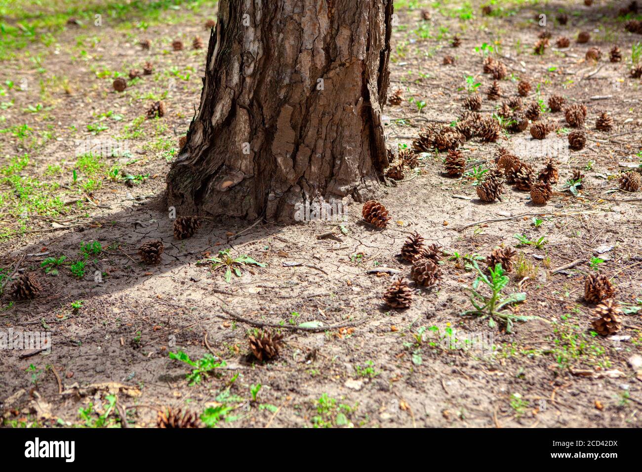 Fallen cones around pine tree Stock Photo - Alamy