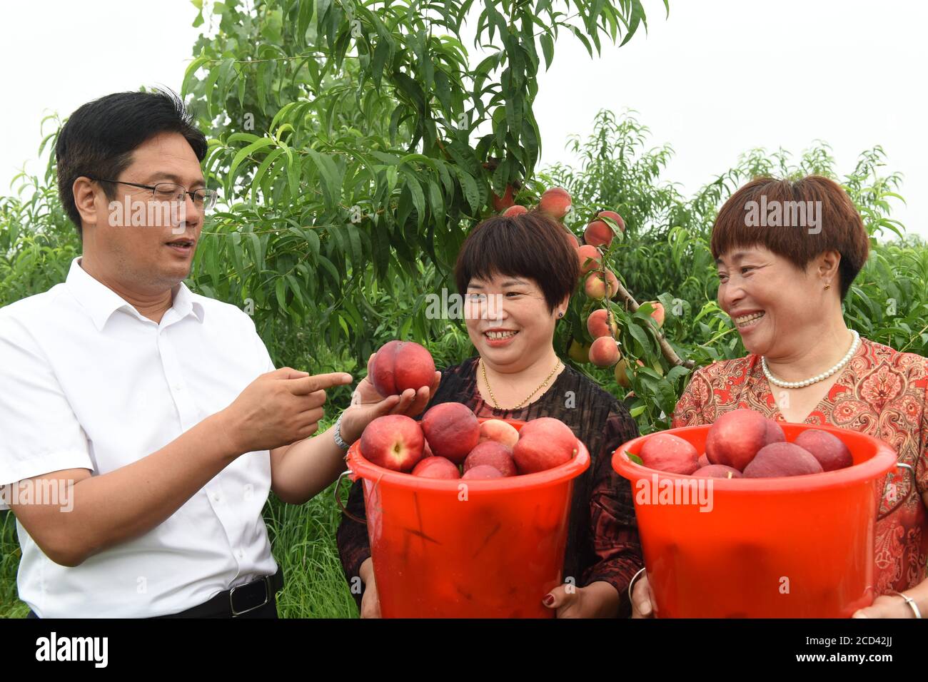 Farmers pick peaches at a peach growing base in Donghai couny, east ...