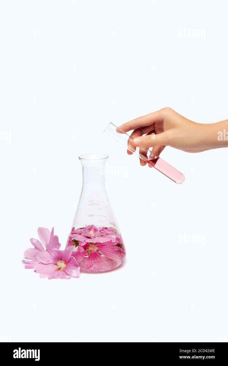 Production of natural flower cosmetics, petal extract in a chemical ...