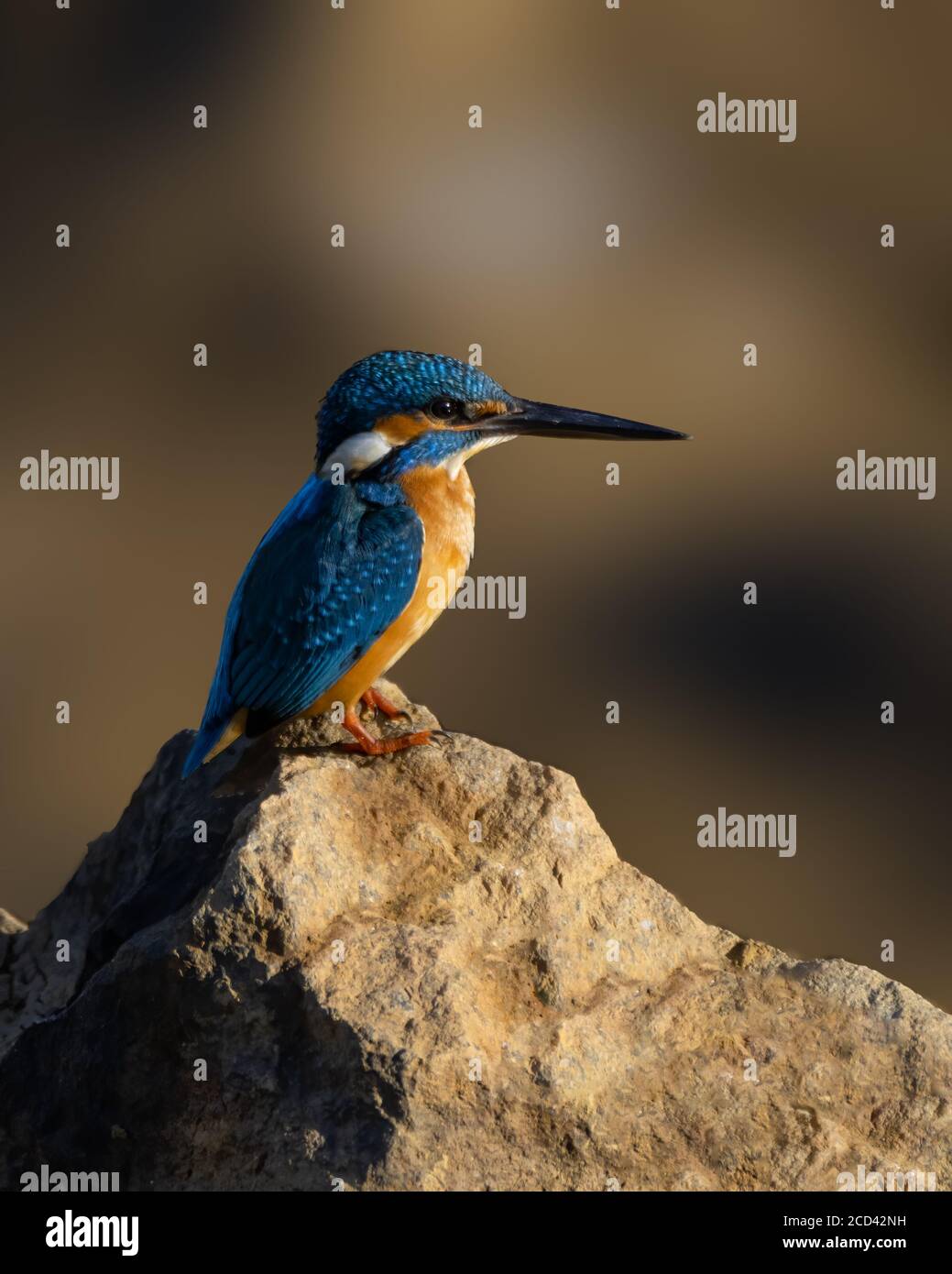 A beautiful Common Kingfisher (Alcedo atthis), perched on a rock at ...