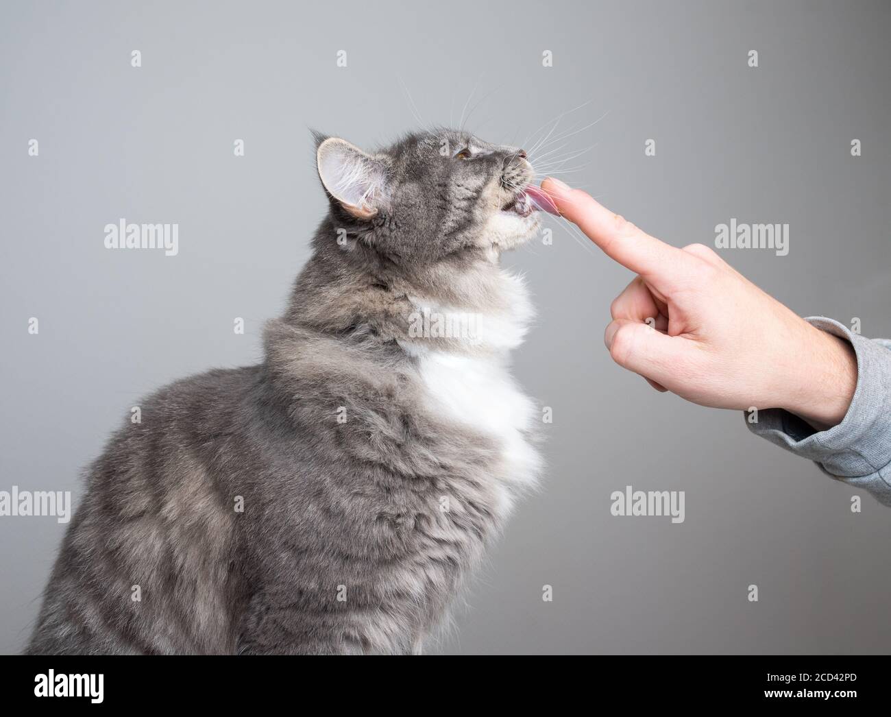 side view of a young blue tabby maine coon cat licking finger of human ...