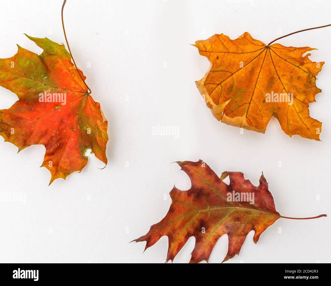 autumn fall flat lay, top view creative pattern arrangement Stock Photo ...