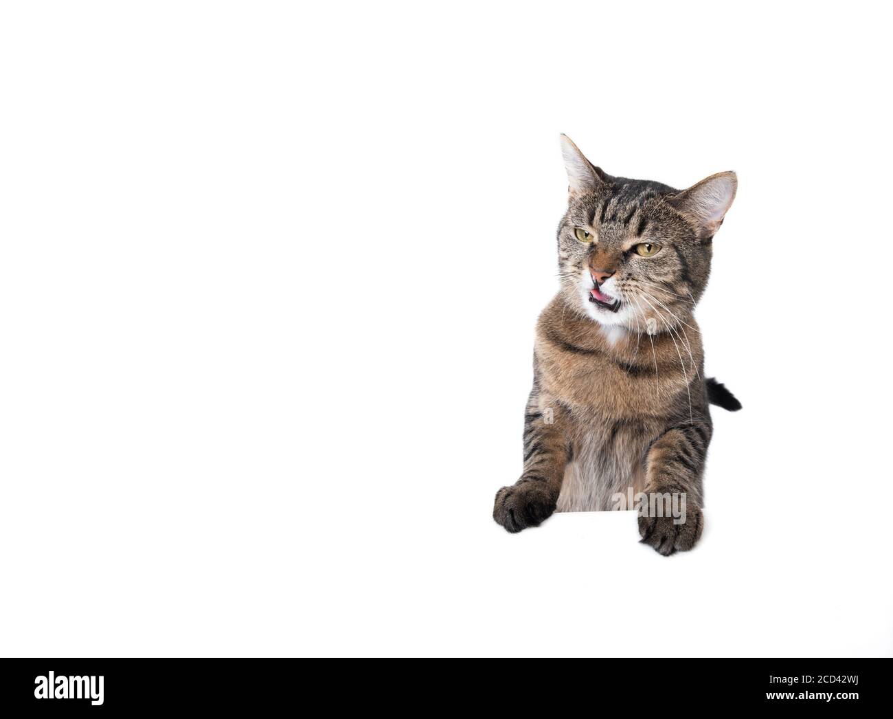 cat isolated on white background leaning on banner with copy space ...