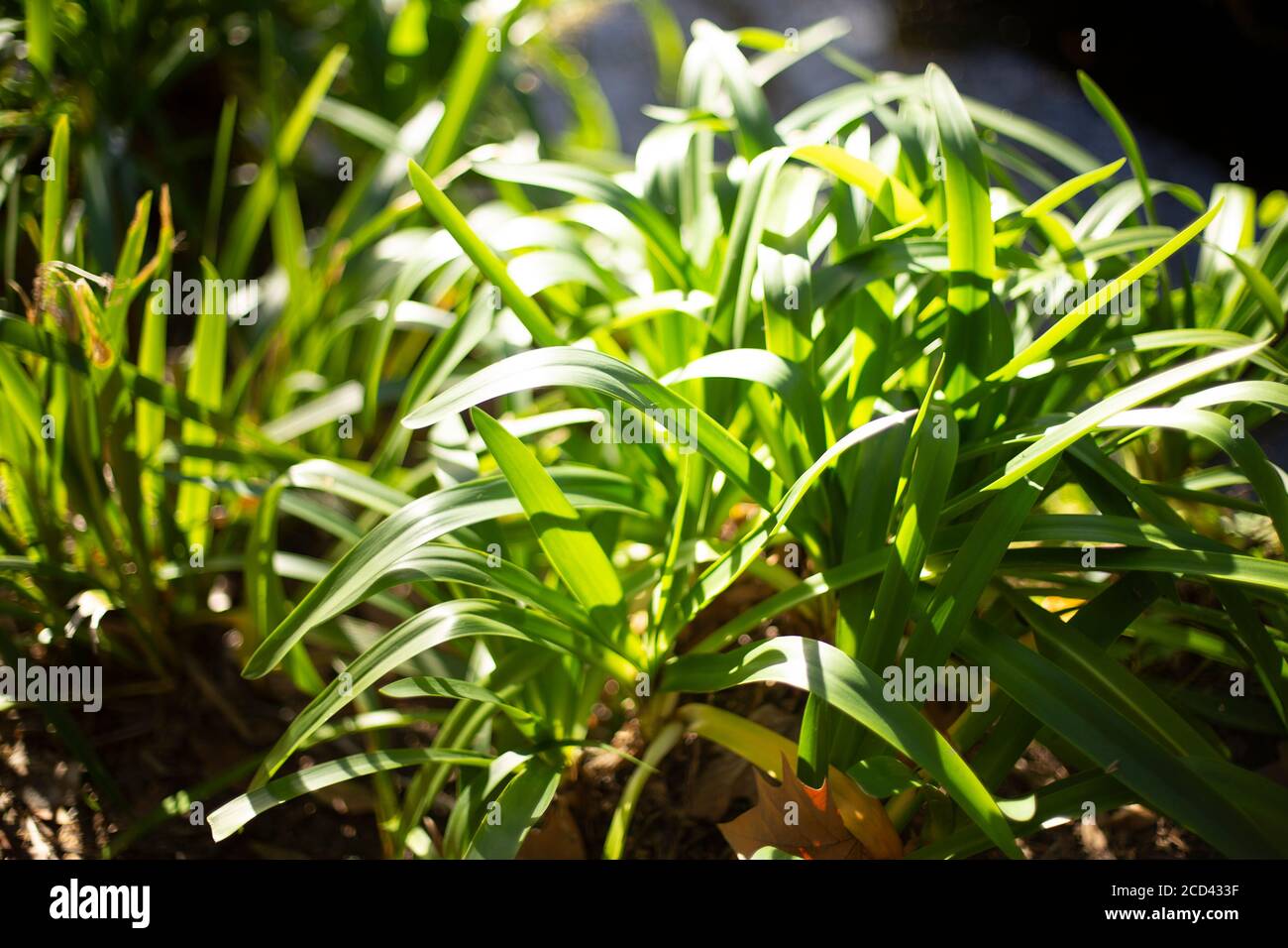 Beauty of grass hi-res stock photography and images - Alamy