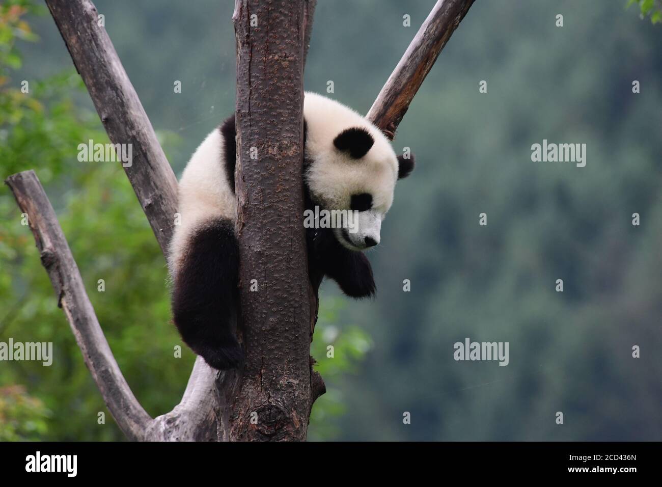A panda sleeping after the Panda House closed is pictured at the China ...