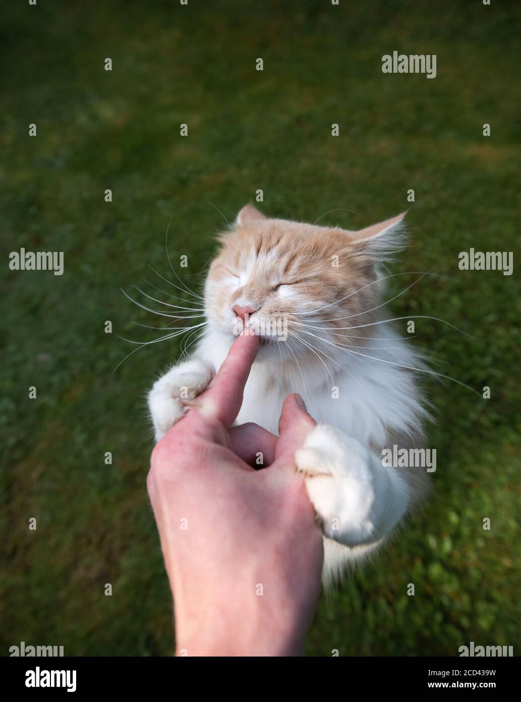 young hungry cream tabby white ginger maine coon cat smelling finger of ...