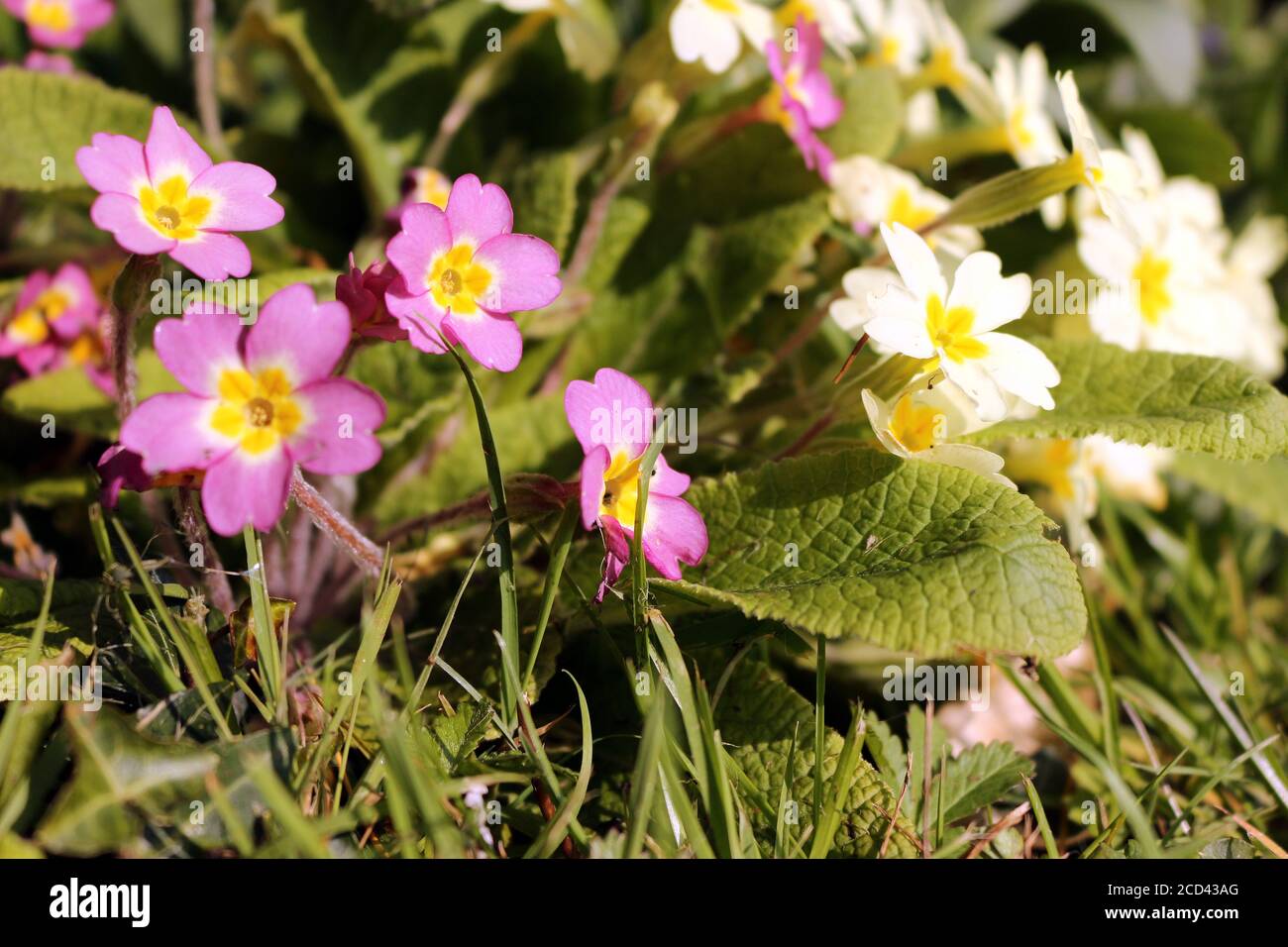 Pink and Yellow Primroses, Primula Vulgaris and Primula Vulgaris ...