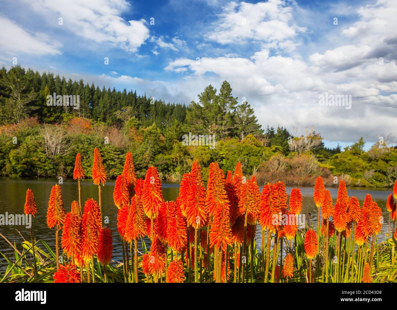 New aloe vera hi-res stock photography and images - Alamy
