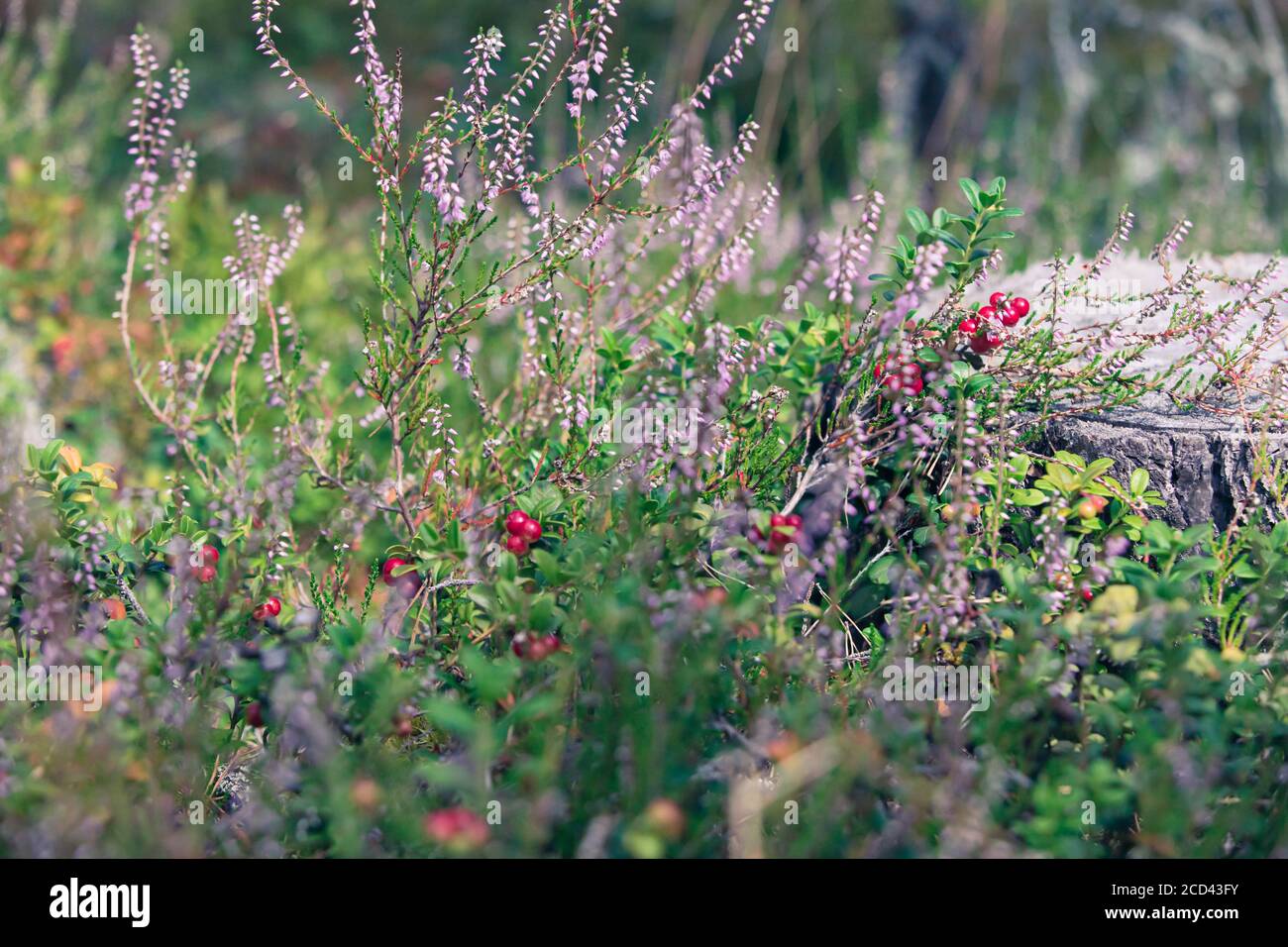 Lingon and blue berries of the Swedish forests Stock Photo - Alamy