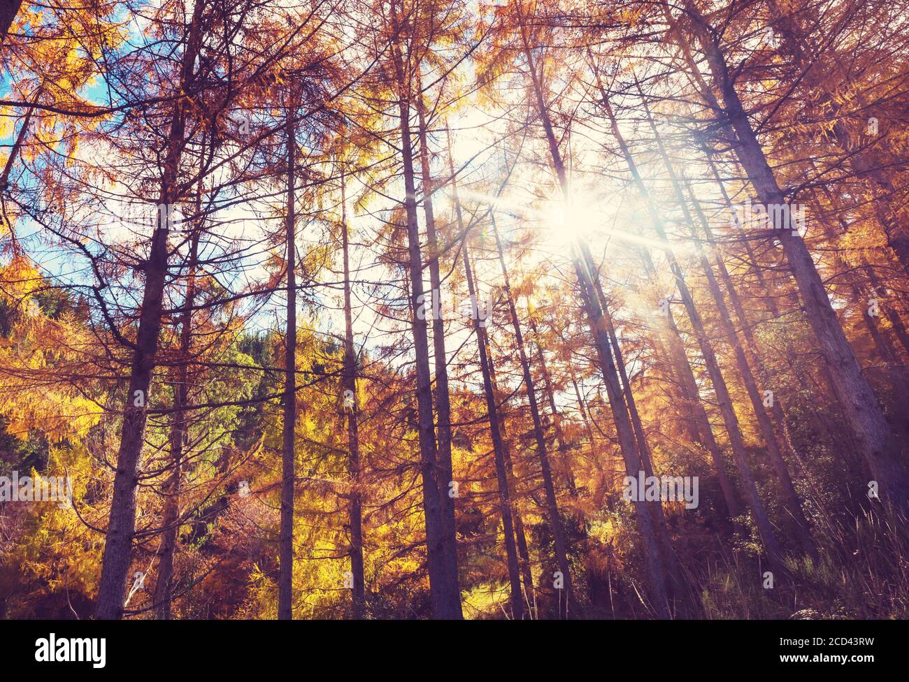 Golden trees fall banff hi-res stock photography and images - Alamy