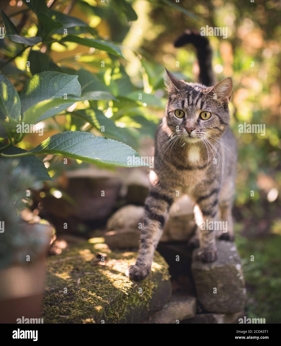 tabby domestic shorthair cat on the prowl in the bushes Stock Photo - Alamy