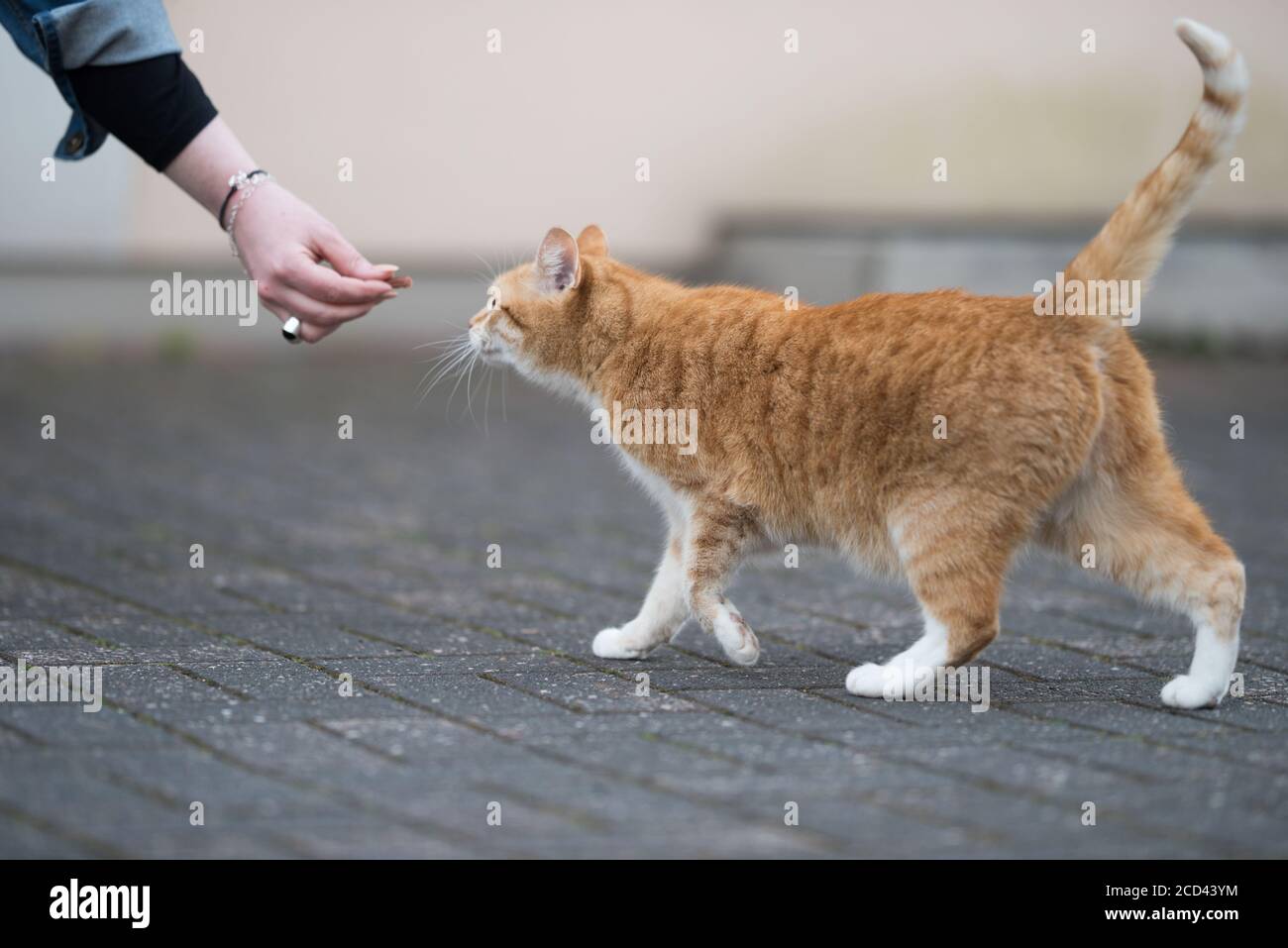 Treats outdoors hi-res stock photography and images - Alamy