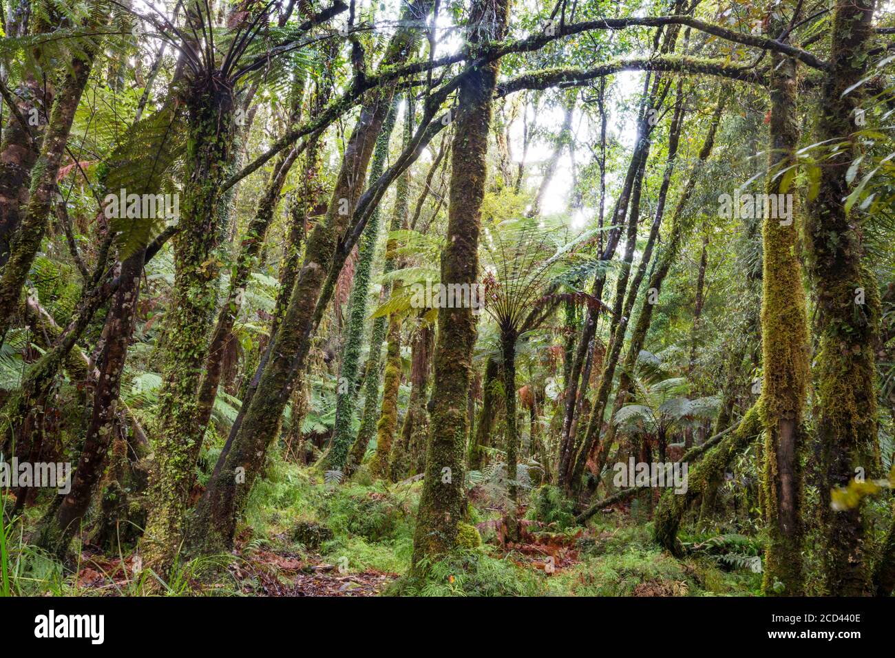 New zealand tropical jungle forest hi-res stock photography and images ...
