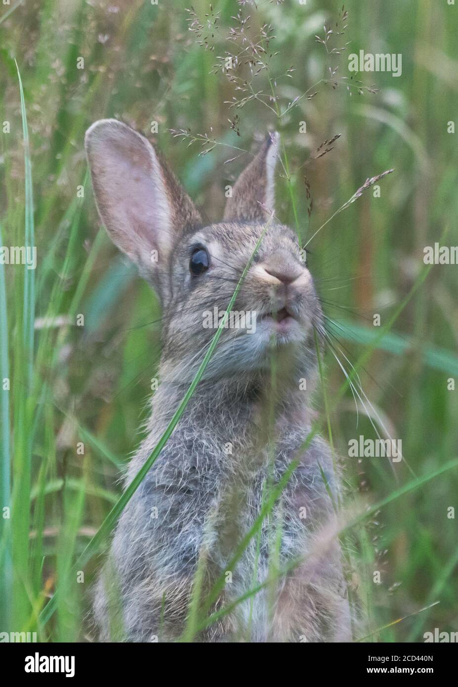 rabbit sniffing grass Stock Photo - Alamy