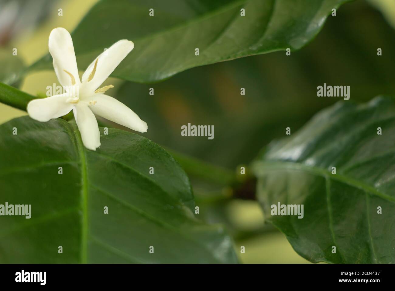 Coffee tree in bloom, macro tiny white flower like a star Stock Photo ...