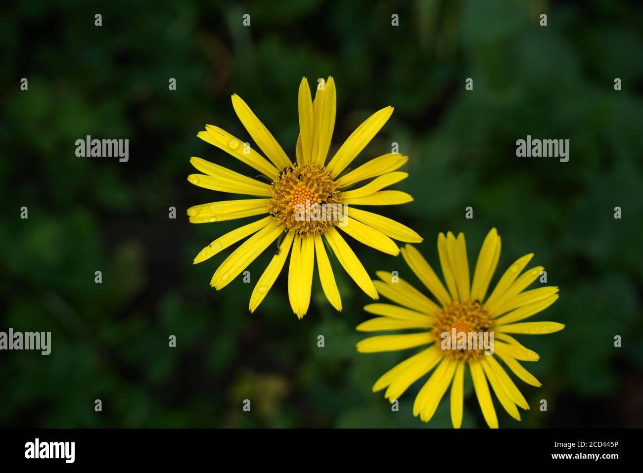 Fully bloomed sunflower hi-res stock photography and images - Alamy