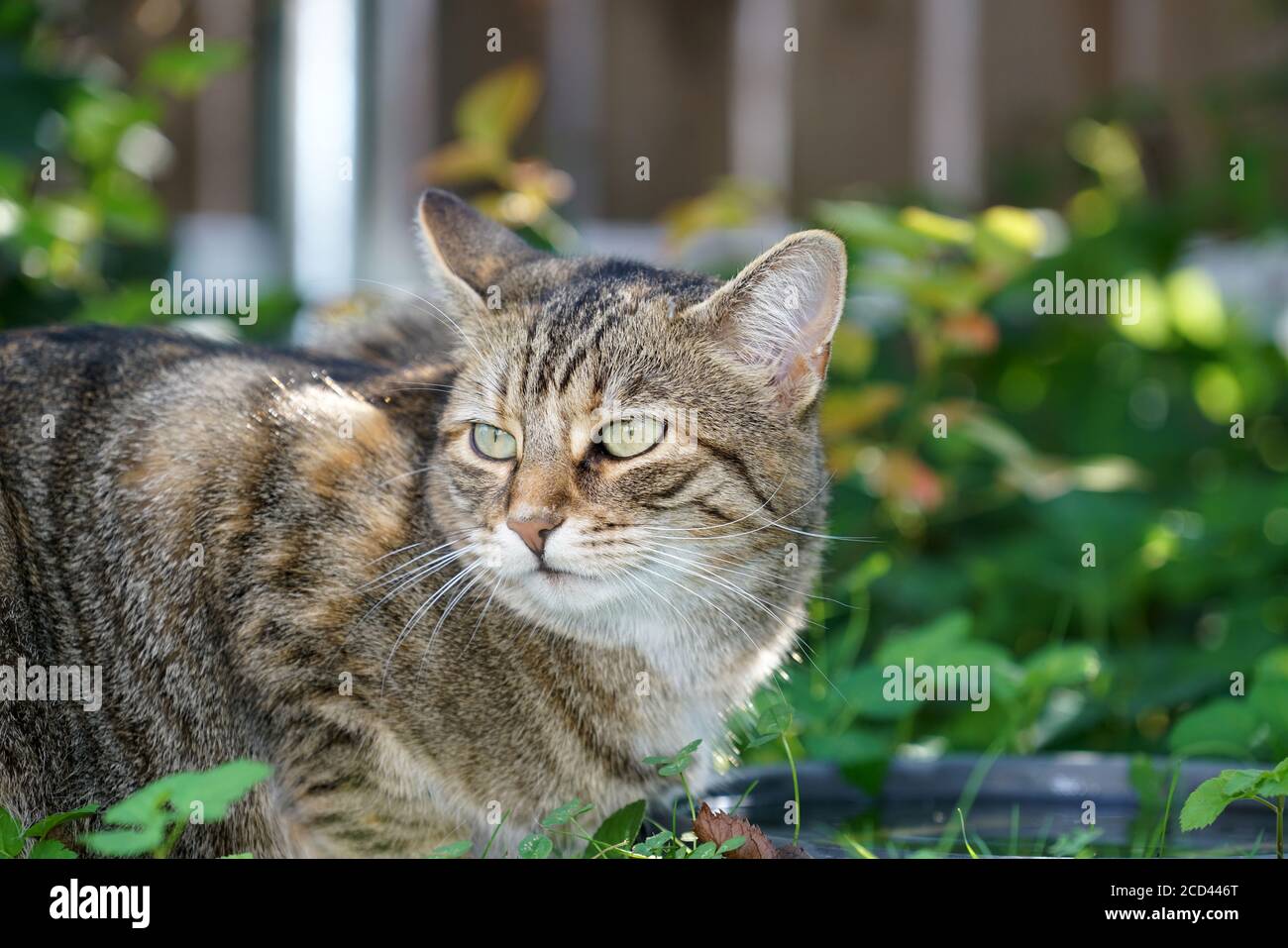 Cute farm animals cat hi-res stock photography and images - Alamy
