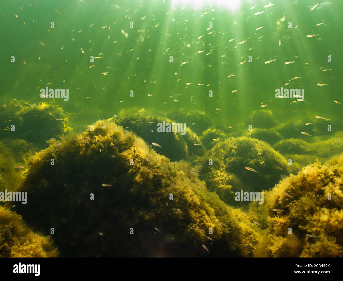 Rays fish hi-res stock photography and images - Alamy