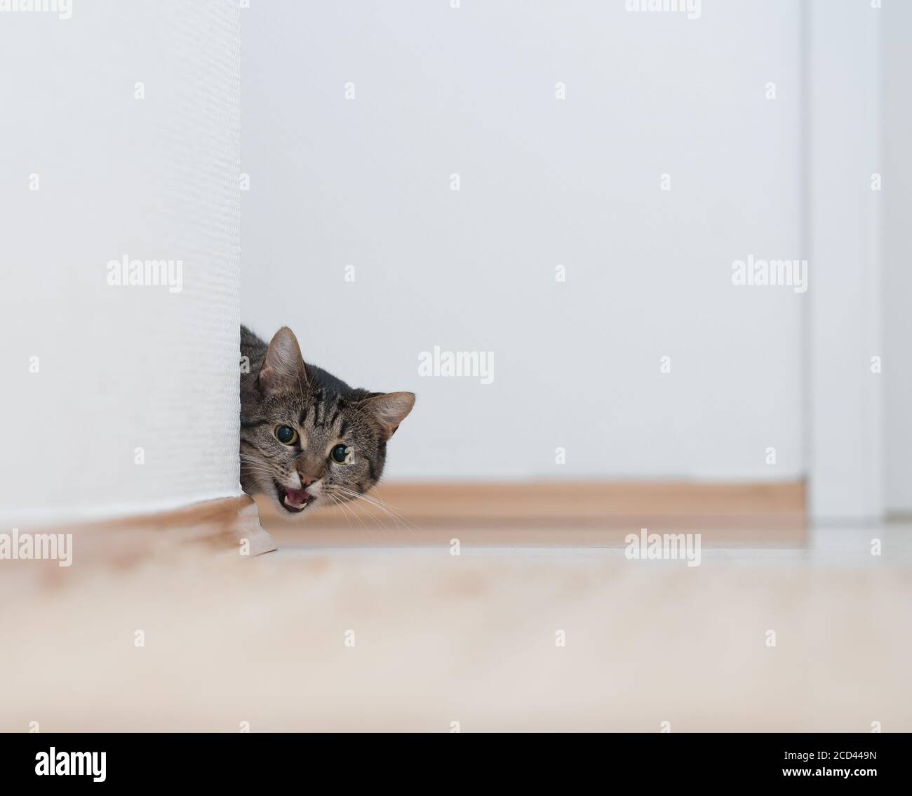 Cat looking around corner hi-res stock photography and images - Alamy