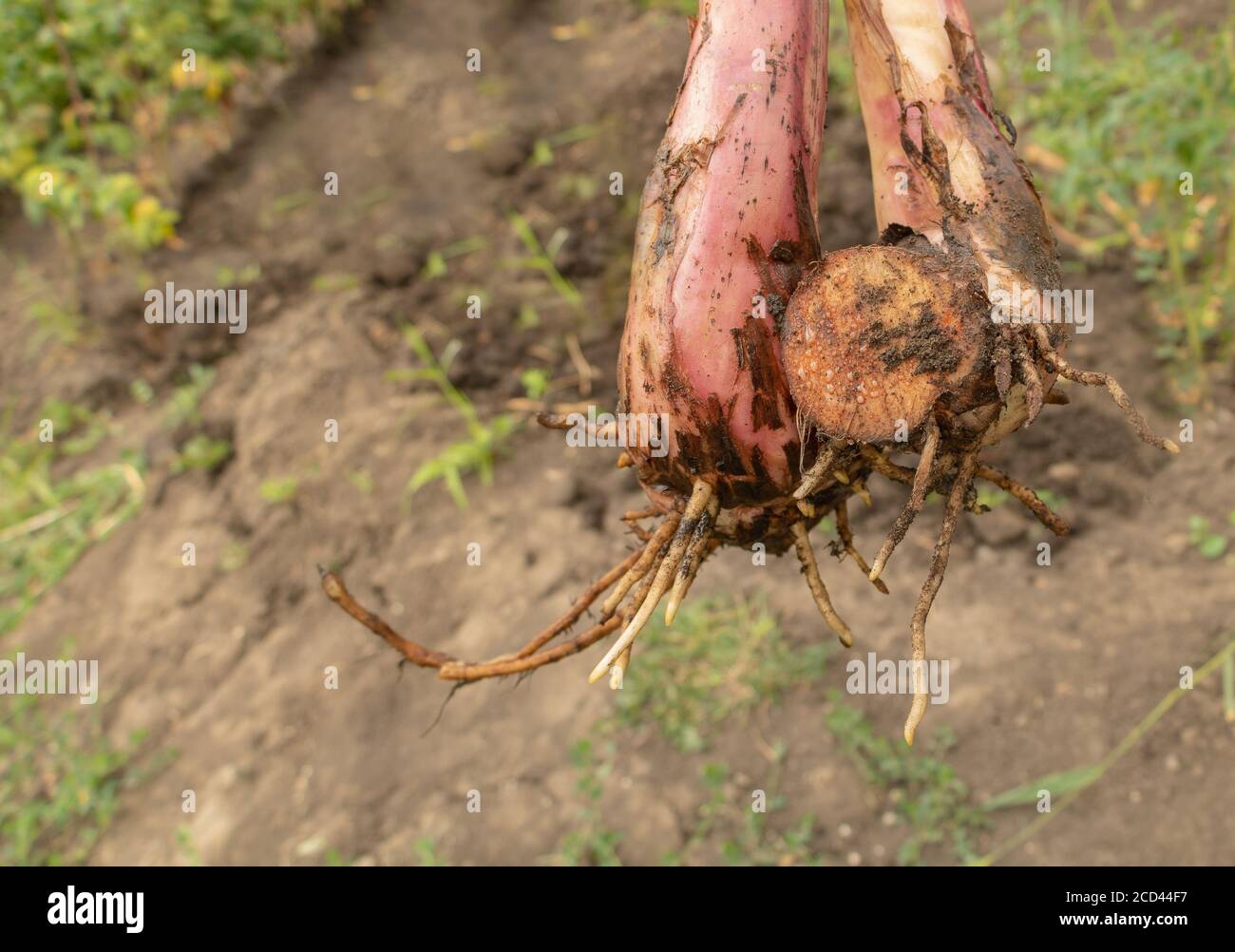 Banana sucker with good root system. How to plant banana trees concept ...