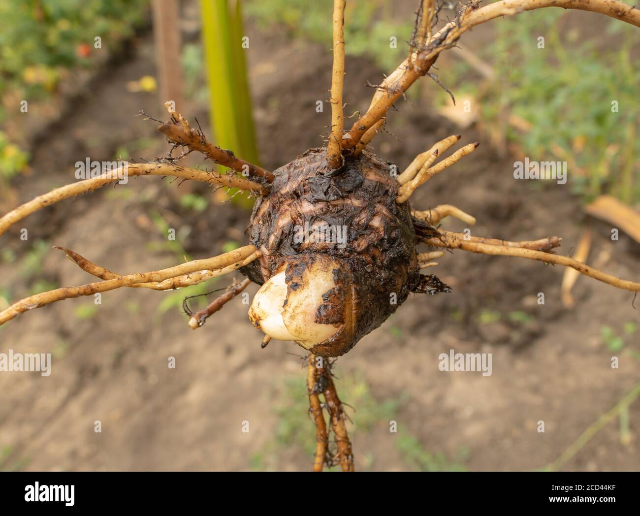 Banana sucker with good root system. How to plant banana trees concept ...