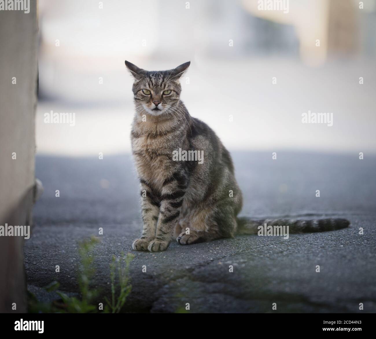 Cat ear backwards hi-res stock photography and images - Alamy