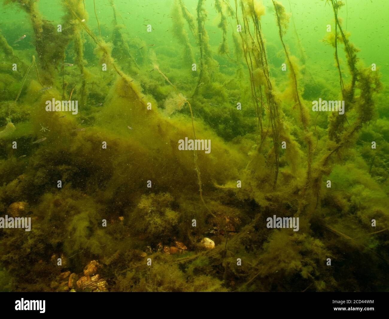 An underwater seascape from the Sound, Malmo Sweden. Green cold ocean ...
