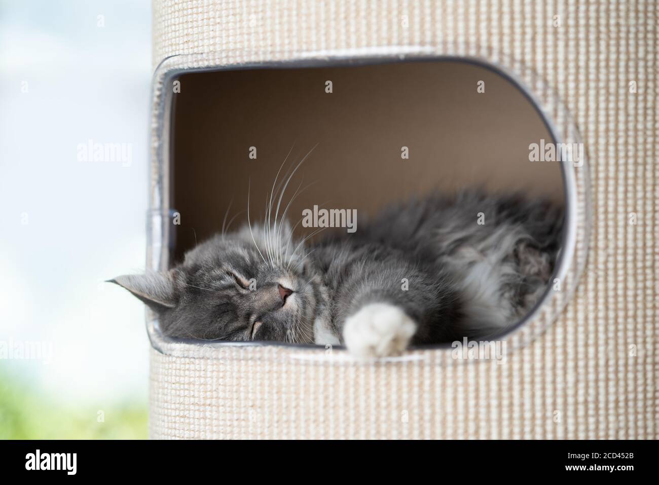 tired young blue tabby maine coon cat with white paws relaxing in sisal ...