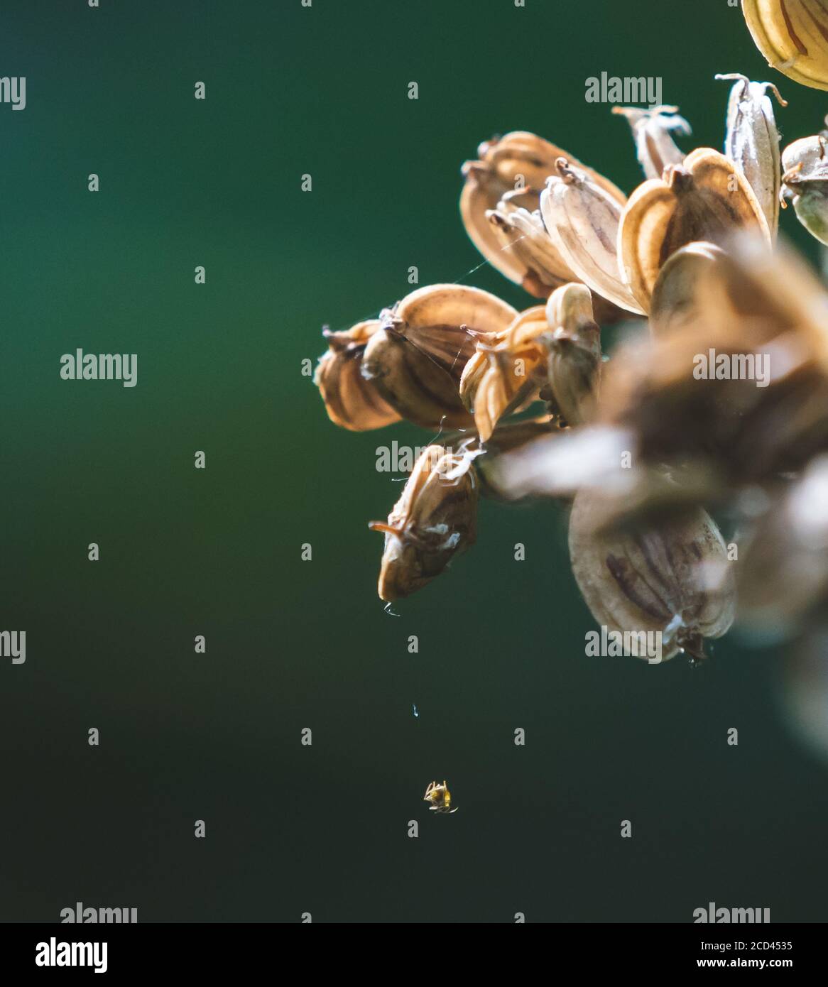 spider on a thread Stock Photo - Alamy