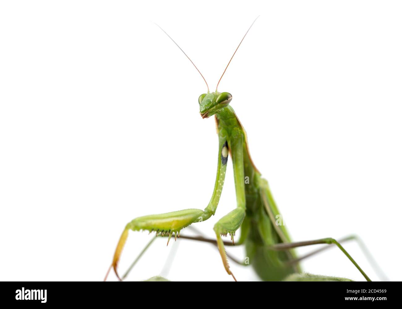 European Praying Mantis female or Mantis religiosa close up against ...