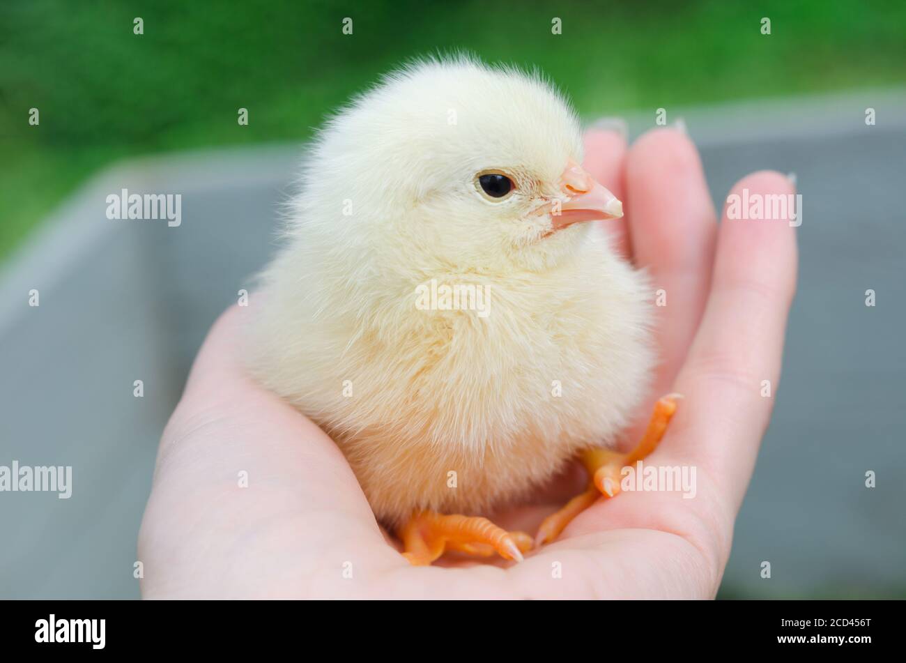 Hand holding baby chicken hi-res stock photography and images - Alamy