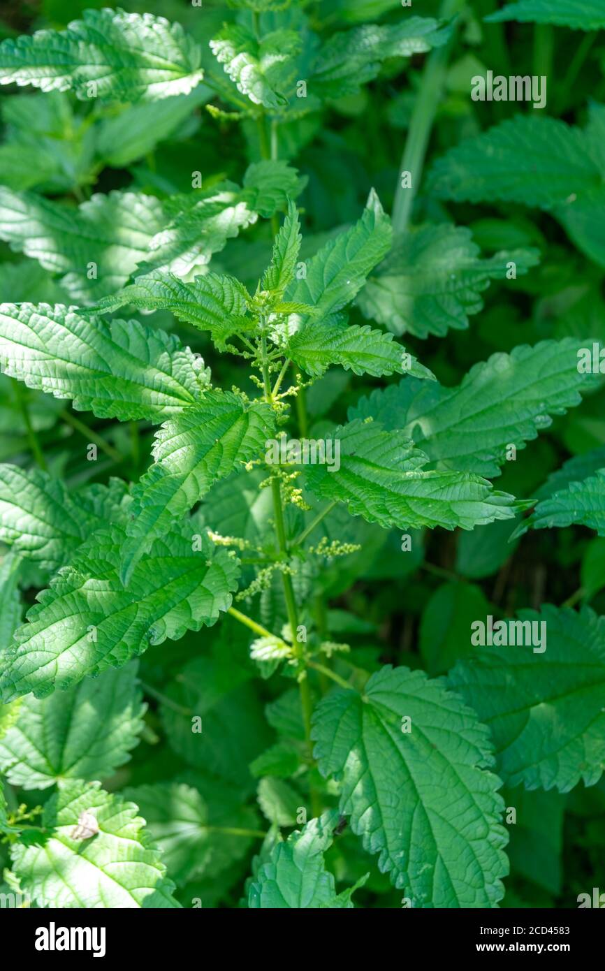 Photo of a plant nettle hi-res stock photography and images - Alamy