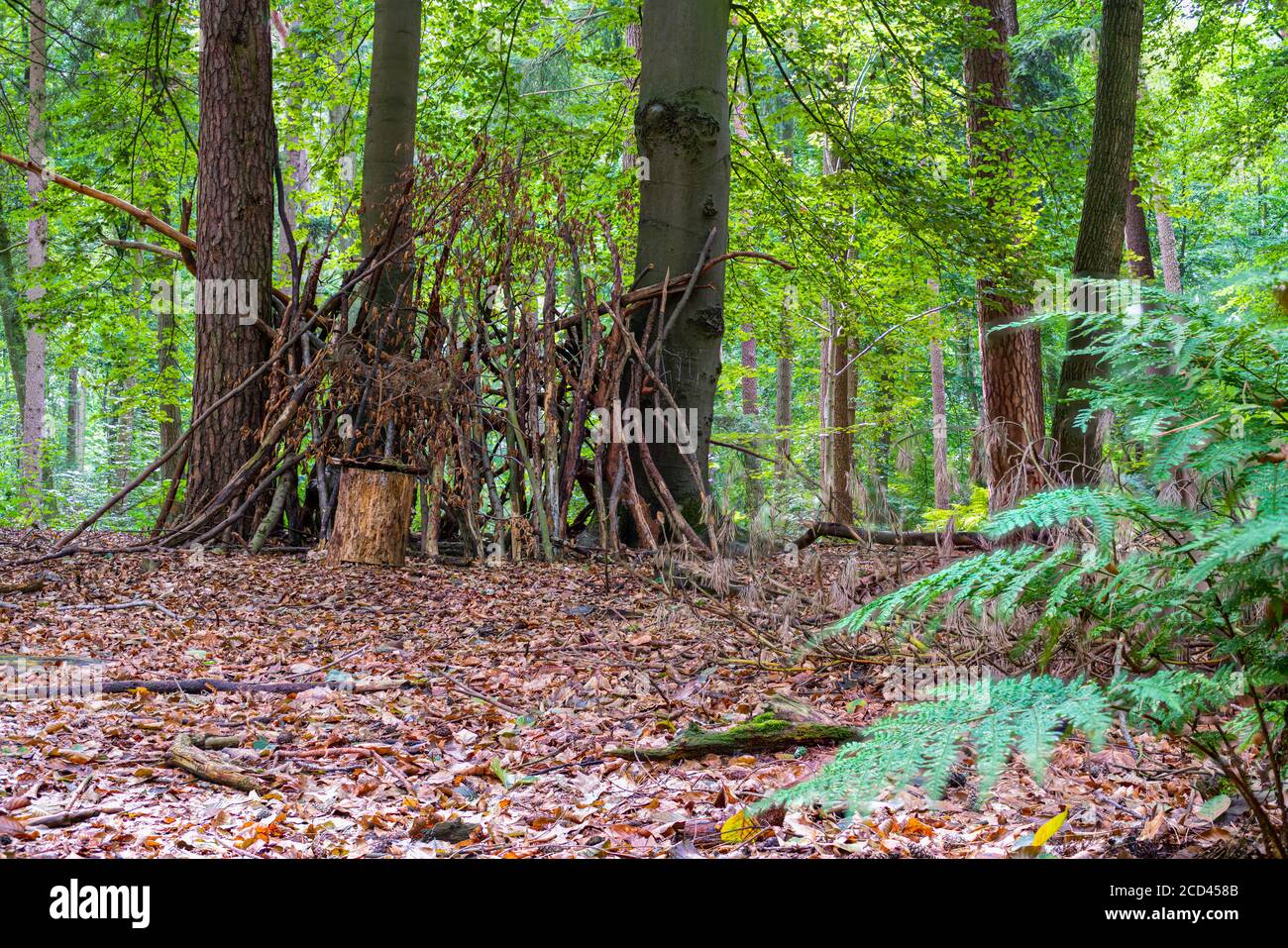 shots with depth of field from german mixed forests with lots of green ...