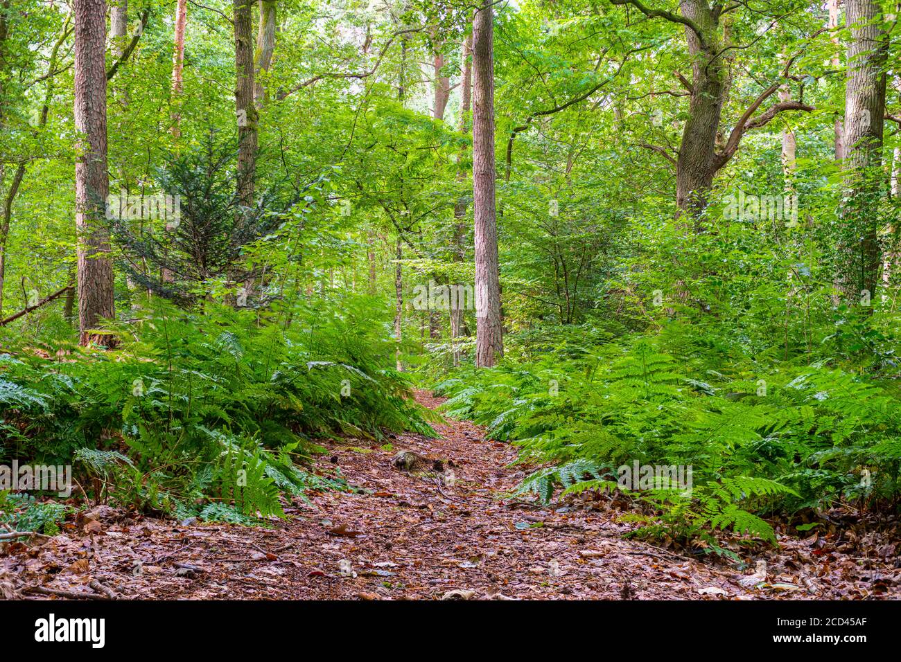 shots with depth of field from german mixed forests with lots of green ...