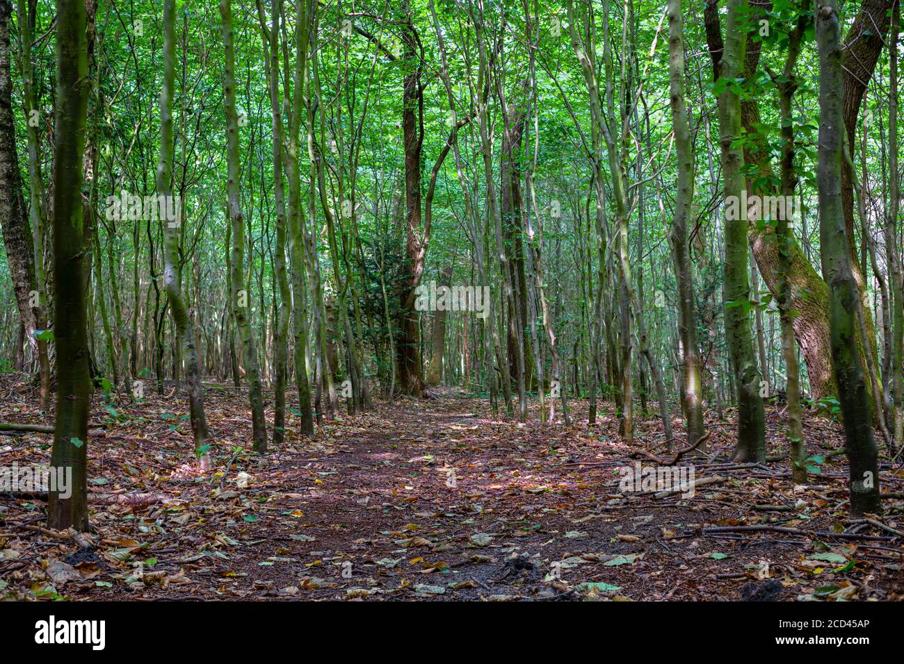 shots with depth of field from german mixed forests with lots of green ...