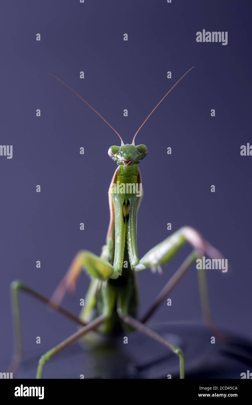 European Praying Mantis female or Mantis religiosa close up against ...
