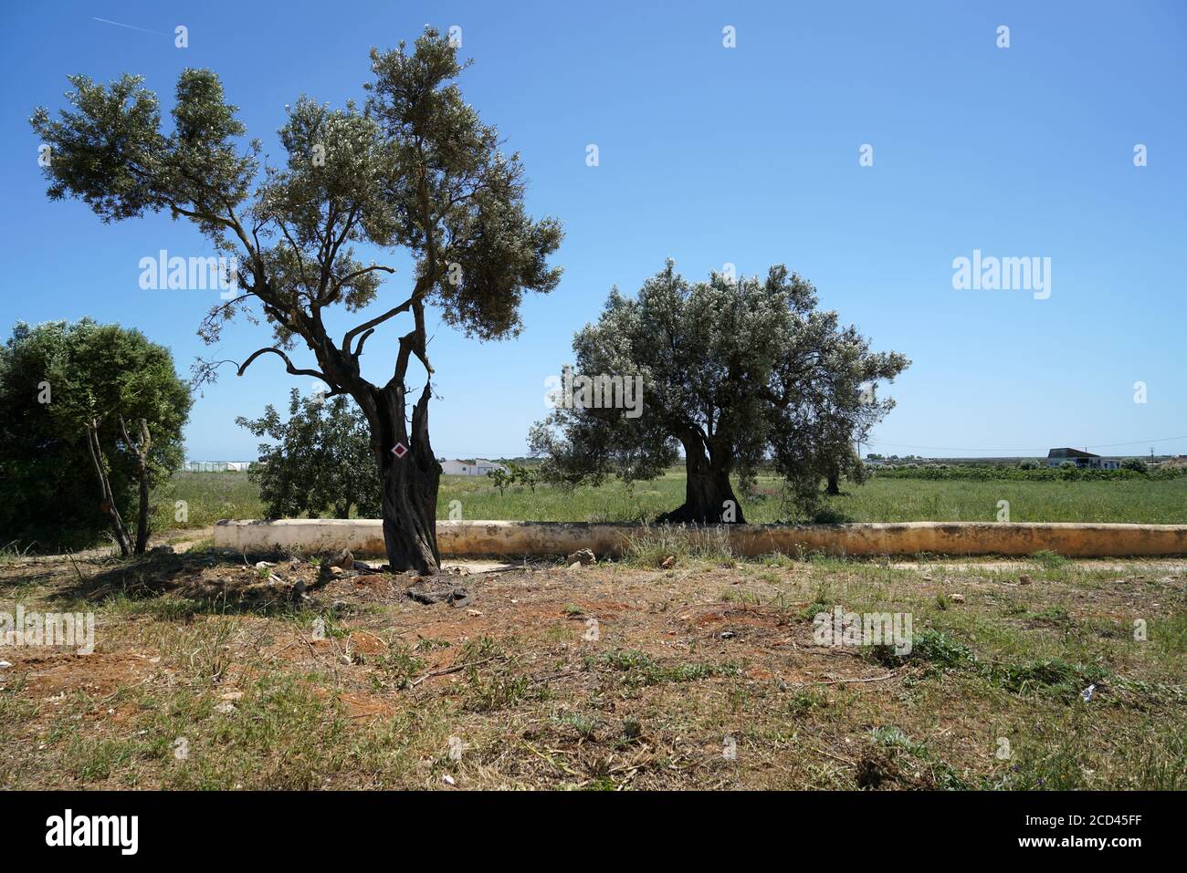 Closeup shot beautiful trees hi-res stock photography and images - Alamy