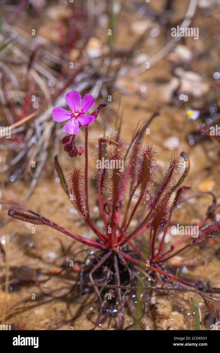 Drosera capensis close to Ceres, Western Cape, South Africa Stock Photo ...
