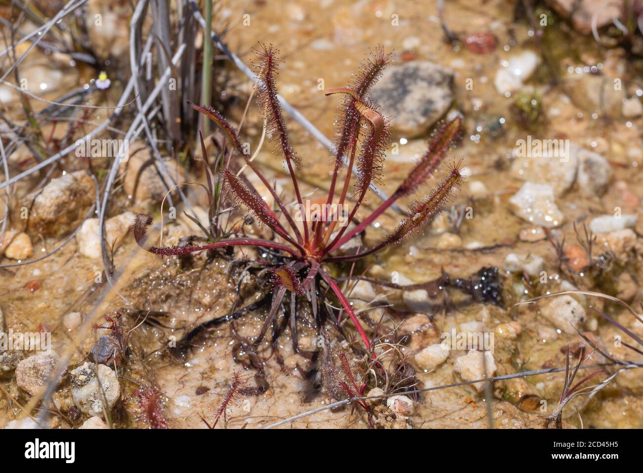 Drosera capensis close to Ceres, Western Cape, South Africa Stock Photo ...