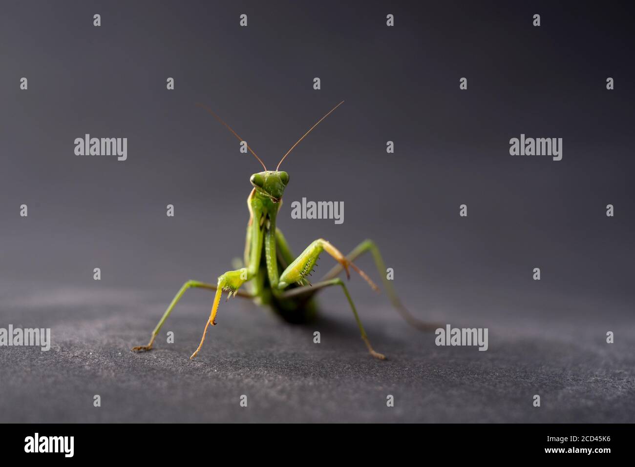 European Praying Mantis female or Mantis religiosa close up against ...