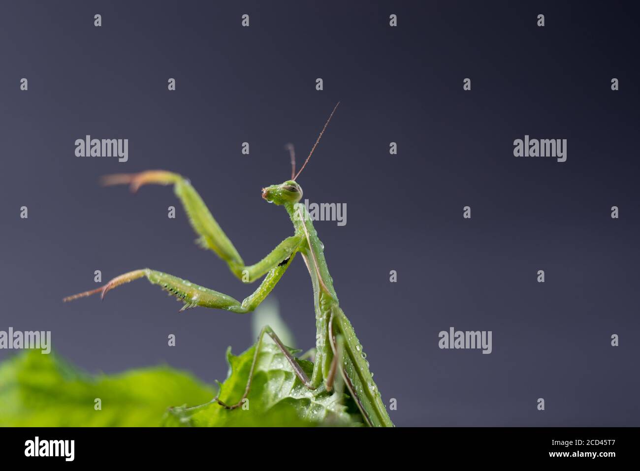 European Praying Mantis female or Mantis religiosa close up against ...