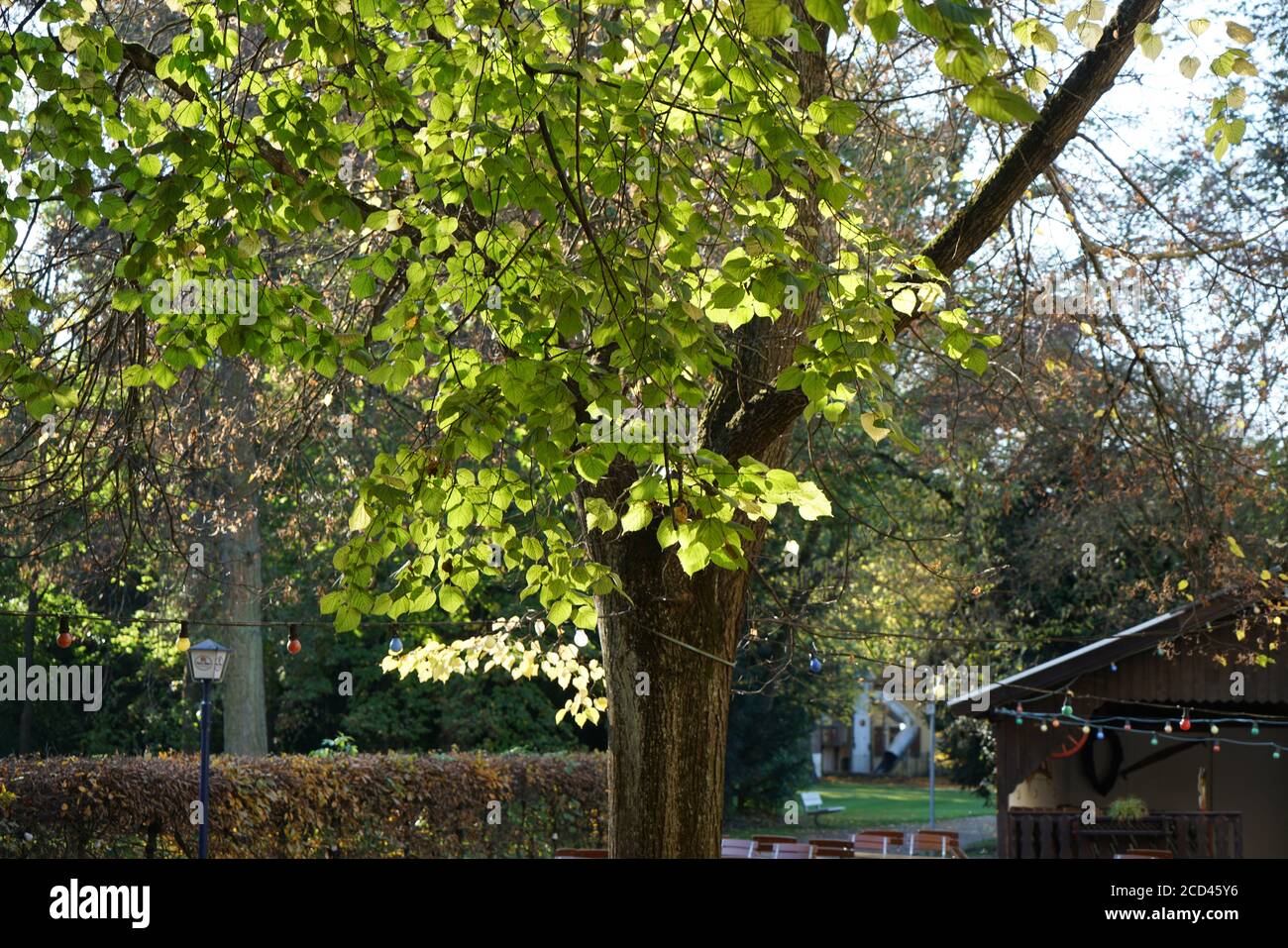 Restaurant tables under trees hi-res stock photography and images - Alamy