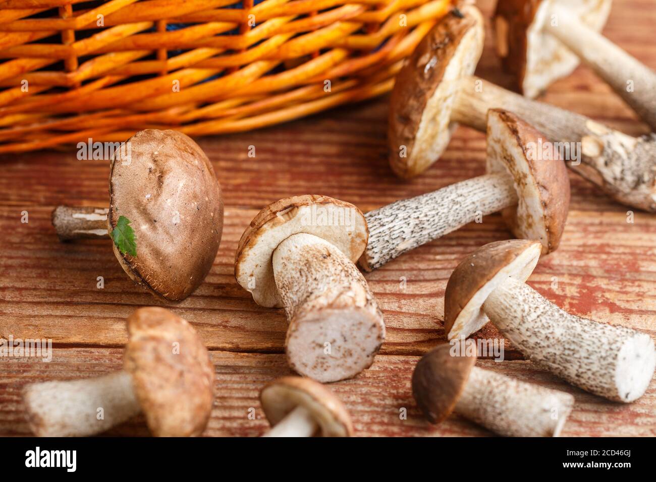 Mushrooms. Freshly picked edible Birch Mushroom and basket on wooden ...