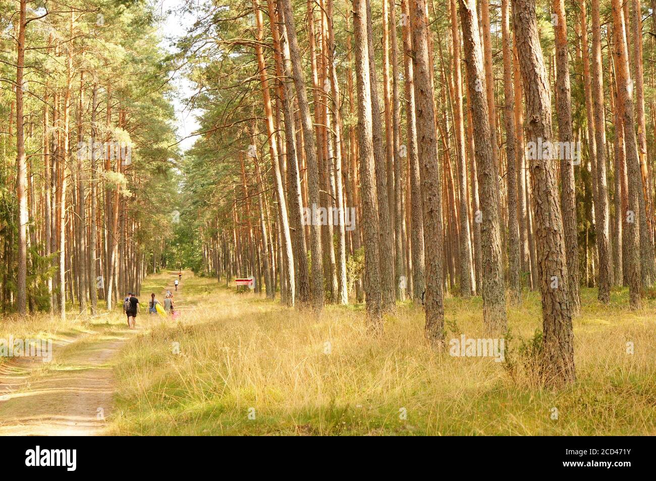 TLEN, POLAND - Aug 17, 2020: Footpath with people along high trees in a ...