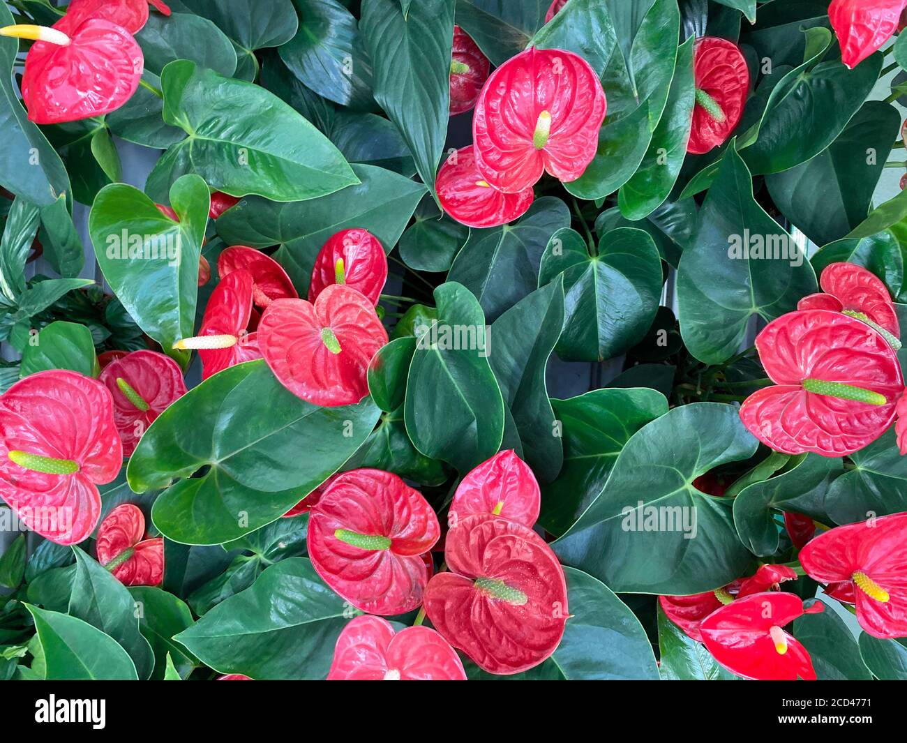 Red anthurium flowers hi-res stock photography and images - Alamy