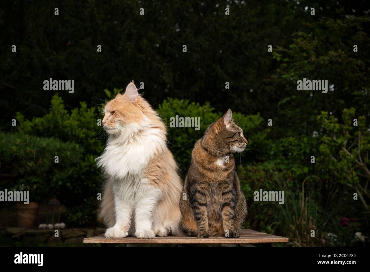 two different breeds of cats sitting side by side on a wooden table ...