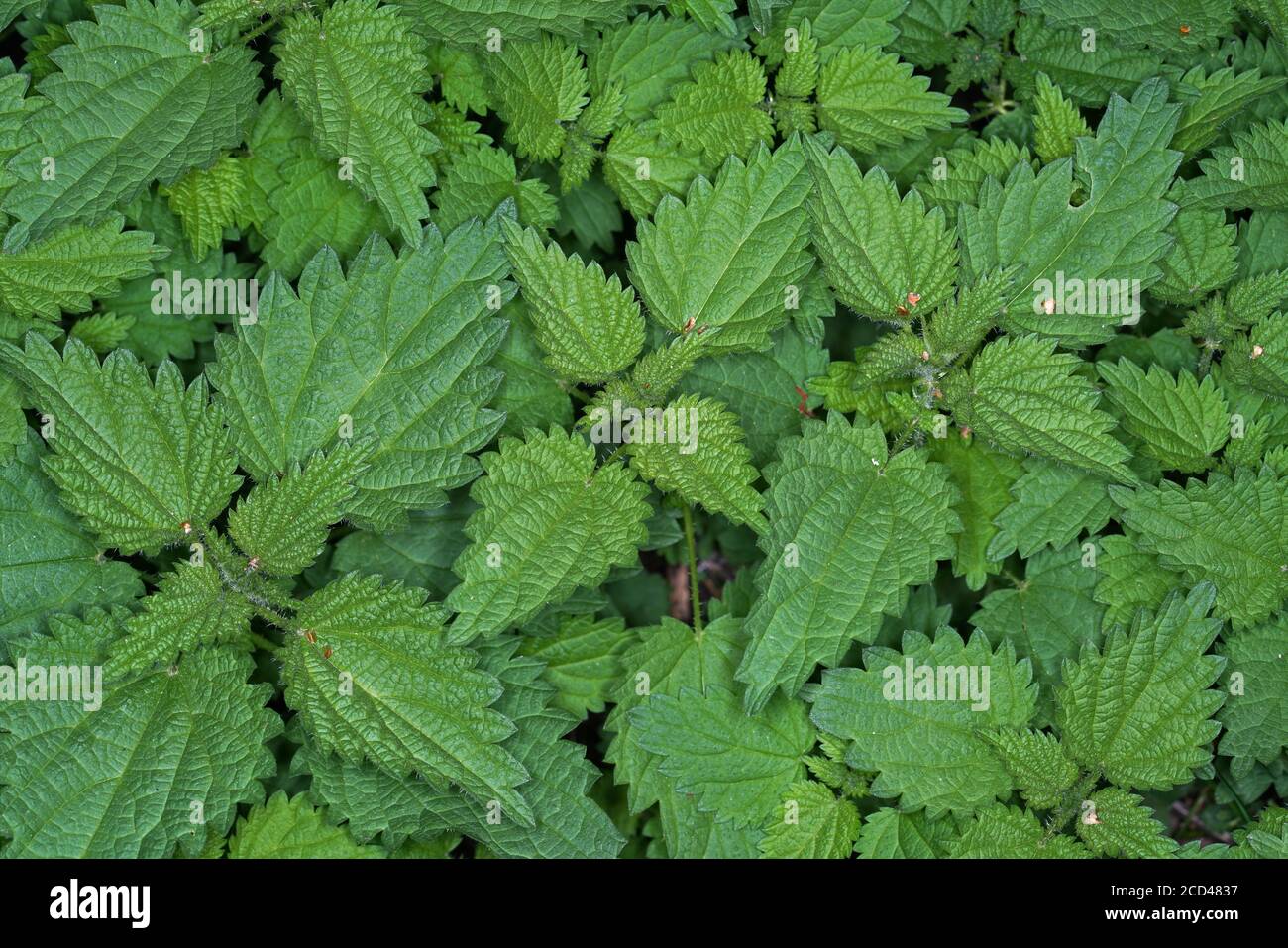 Top view of nettles in a field under the sunlight at daytime Stock ...