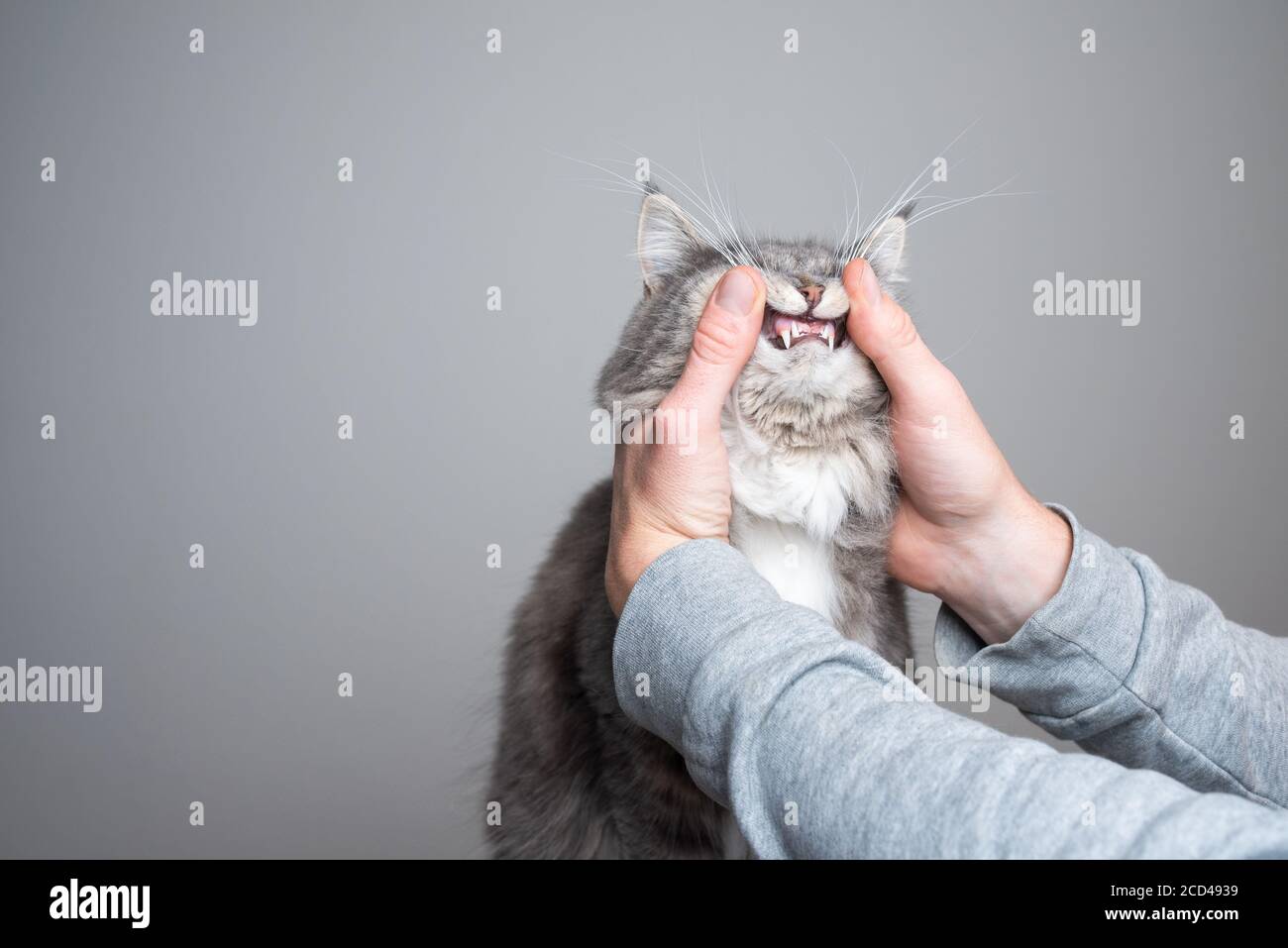 human hand holding young maine coon cat's head showing teeth in front ...