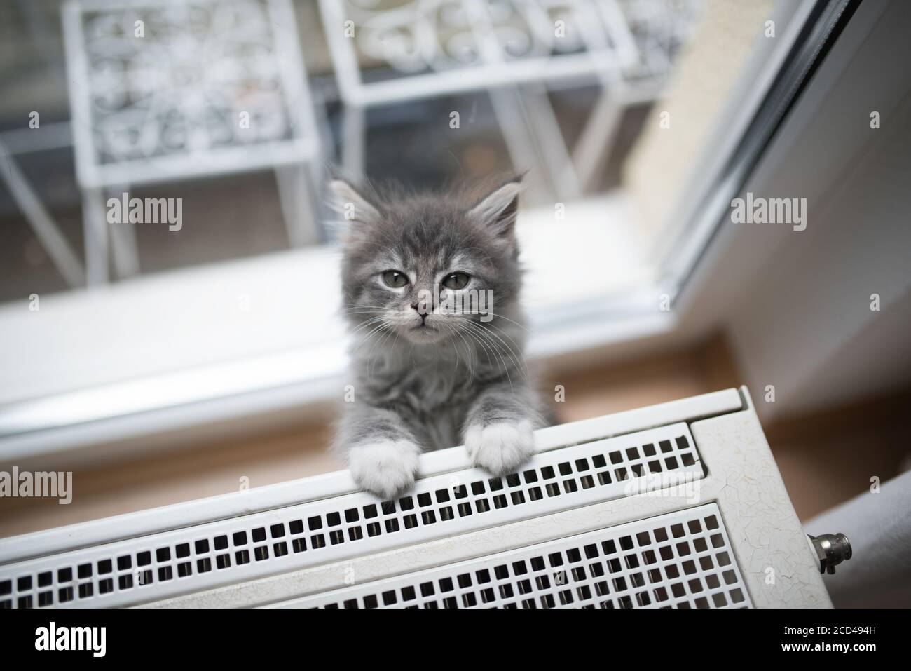 blue tabby maine coon kitten leaning on a white radiator looking up ...