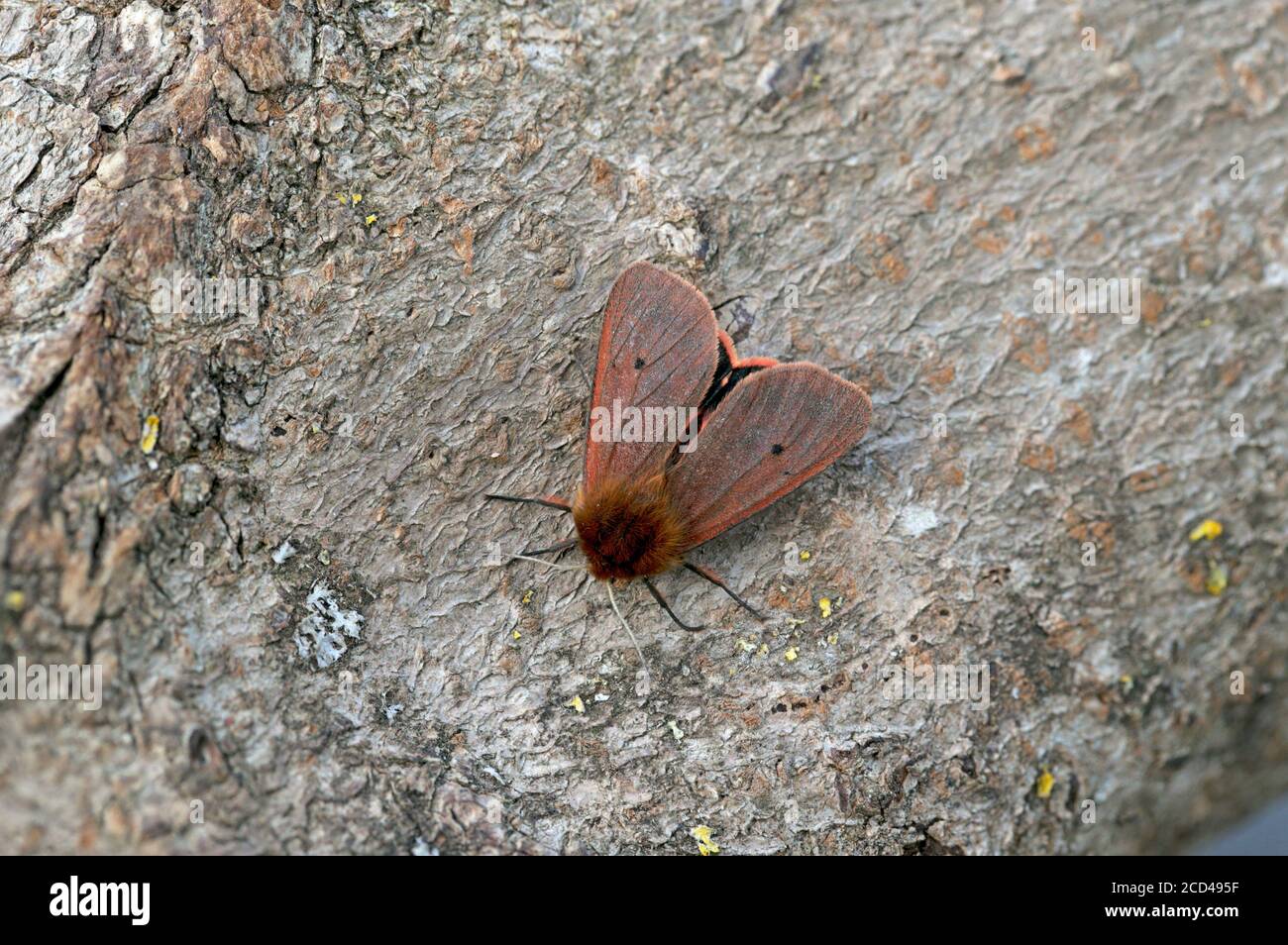 Ruby Tiger (Phragmatobia fuliginosa Stock Photo - Alamy